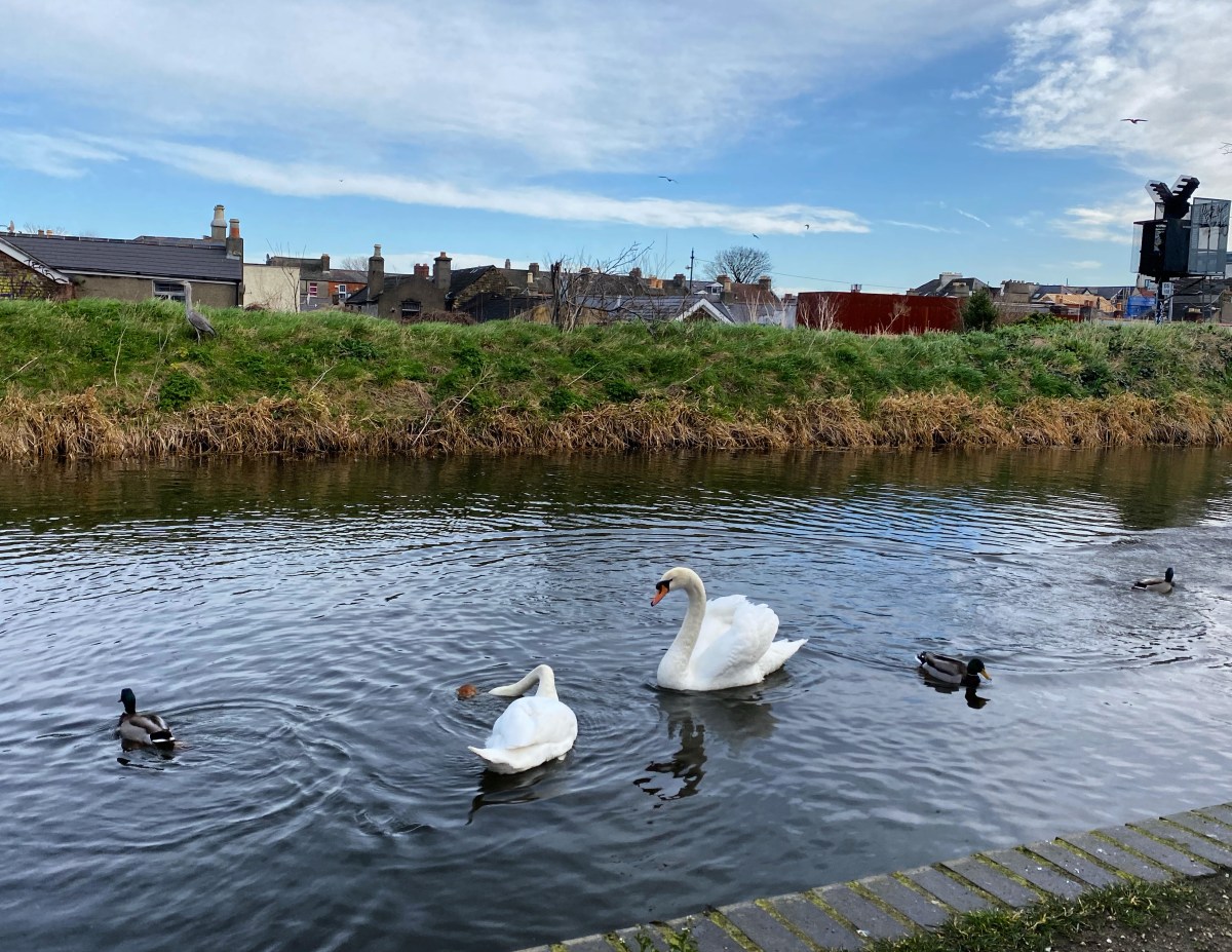 SWAN NECK | Damien B. Donnelly